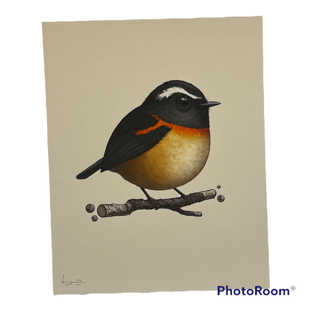 Collared Bush Robin - Mitchell – SQUID PRINT GALLERY
